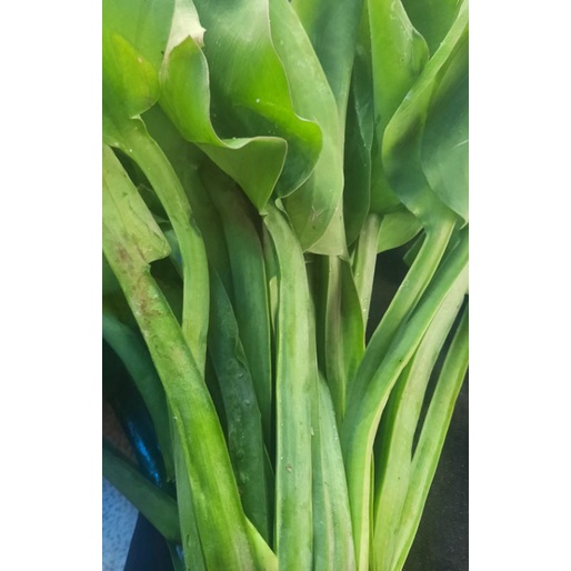 Jual Daun genjer segar 1ikat | Shopee Indonesia