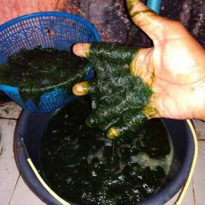 Jual LUMUT SEGAR UMPAN PANCING IKAN NILA/MUJAIR PER KANTONG | Shopee ...