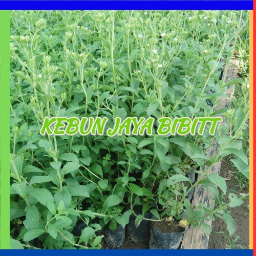 Jual bibit stevia daun manis | Shopee Indonesia