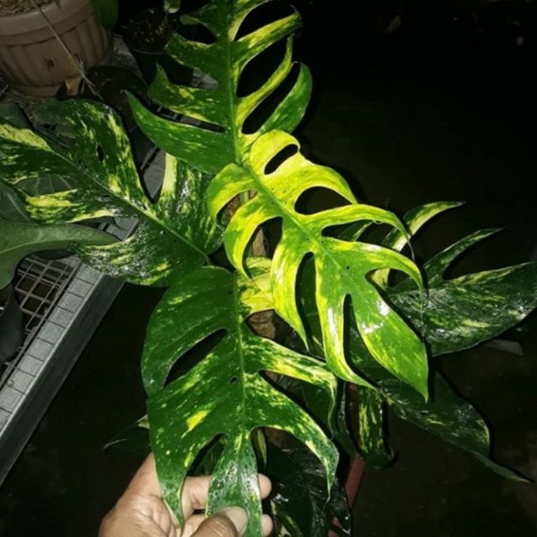 Jual Epipremnum Pinnatum Variegata Yellow / Epip Pinatum Varigata ...
