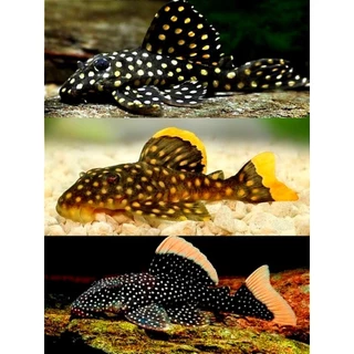 Jual Ikan Pleco Terlengkap & Harga Terbaru April 2024 | Shopee Indonesia