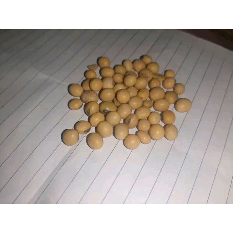 Jual Bibit kedelai import 1kg | Shopee Indonesia