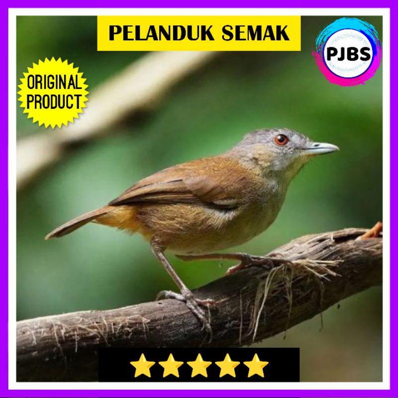 Jual BURUNG PELANDUK SEMAK JANTAN bukan tledekan ciblek | Shopee Indonesia