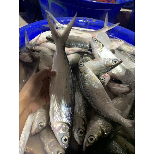 Jual Ikan Bandeng Segar (1kg) | Shopee Indonesia