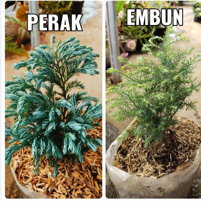 Jual pohon pohon cemara perak, cemara embun, bibit hidup, foto asli ...