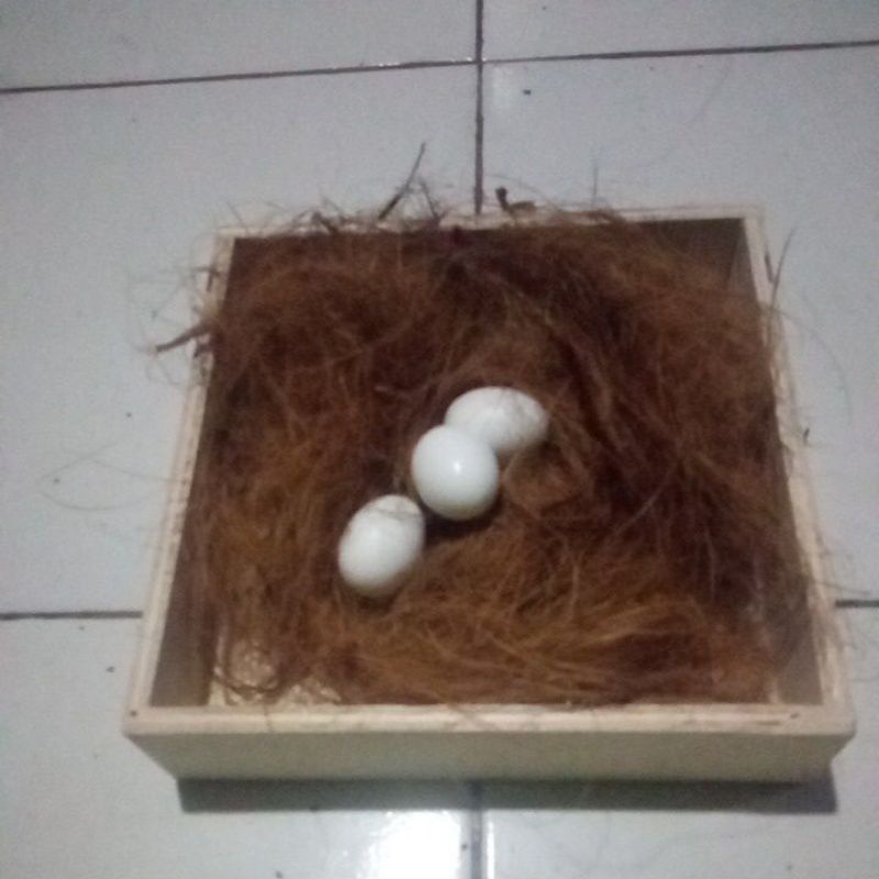 Jual Sepaket Tempat Bertelur Sarang Burung Merpati Dekukur Puter ...