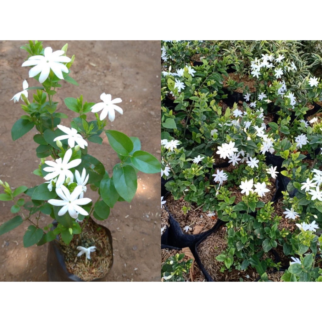 Jual Tanaman Hias Melati Bintang - Tanaman Bunga Melati Star Jasmine ...