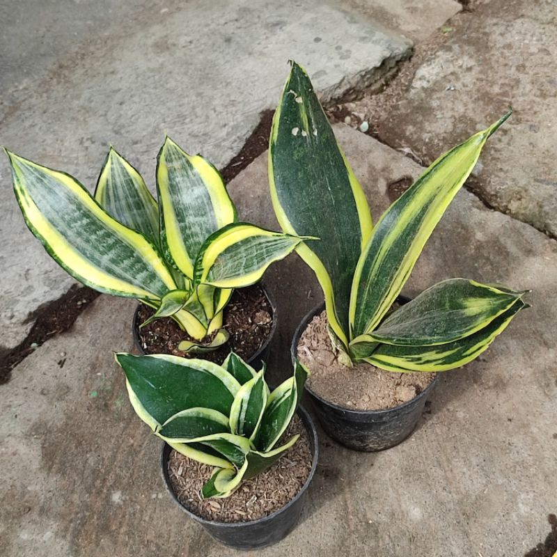 Jual Tanaman Sansevieria Sansivera Lidah Mertua Indoor Pagoda Twister ...