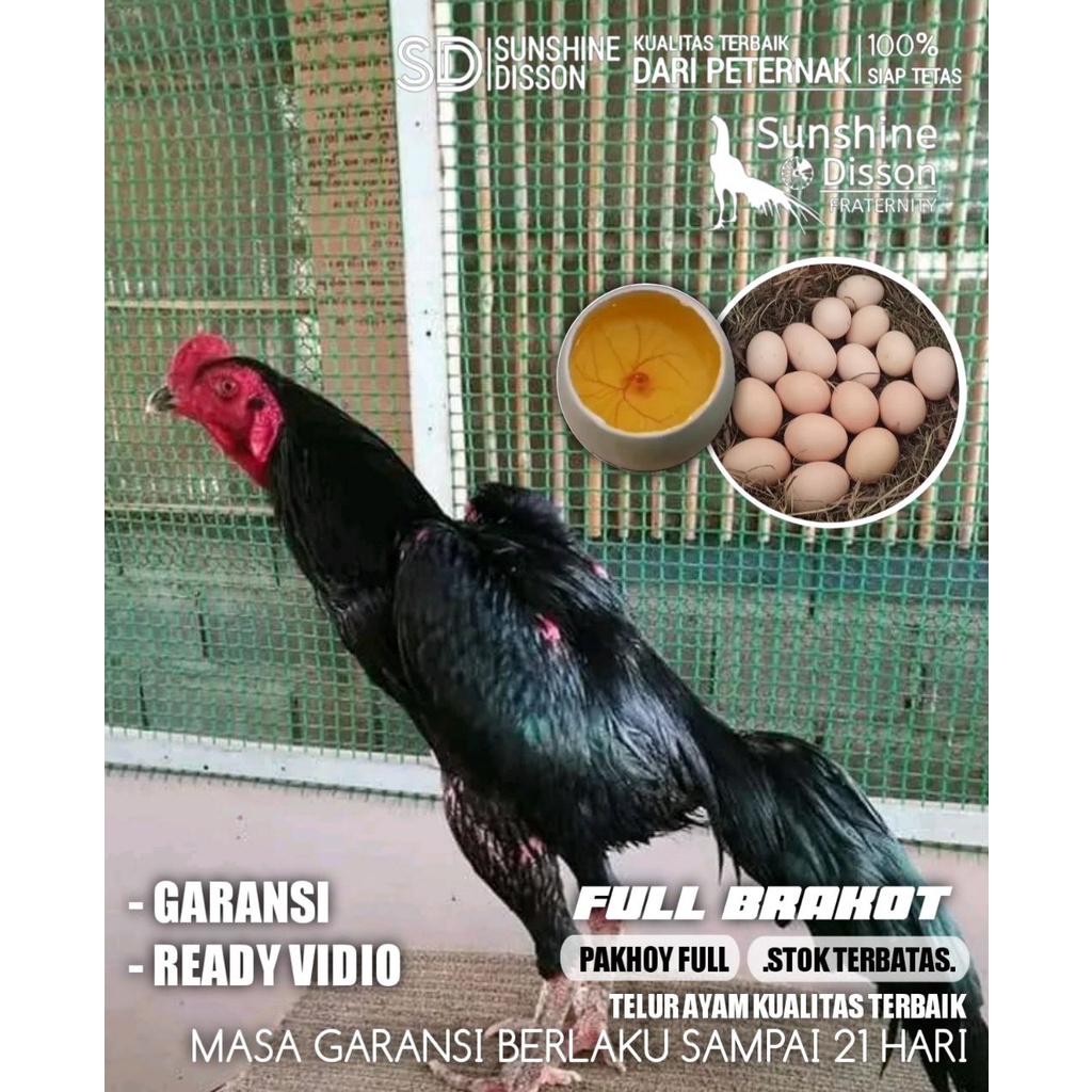 Jual AYAM BANGKOK PAKHOY ASLI SUPER BRAKOT LINE HONGDAM telur tetas ...