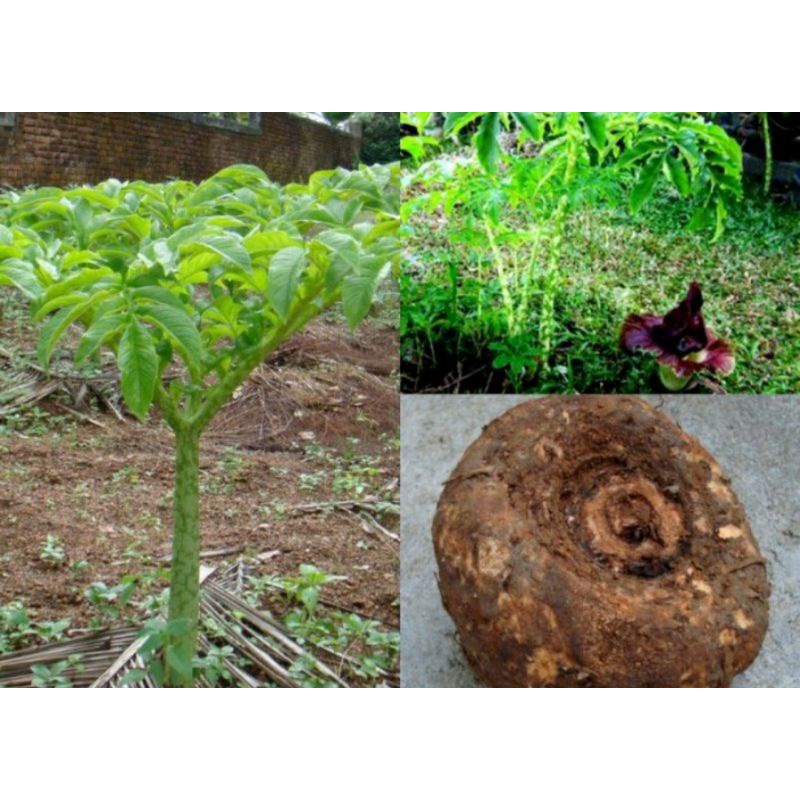 Jual bibit ubi suwek/bunga bangkai | Shopee Indonesia