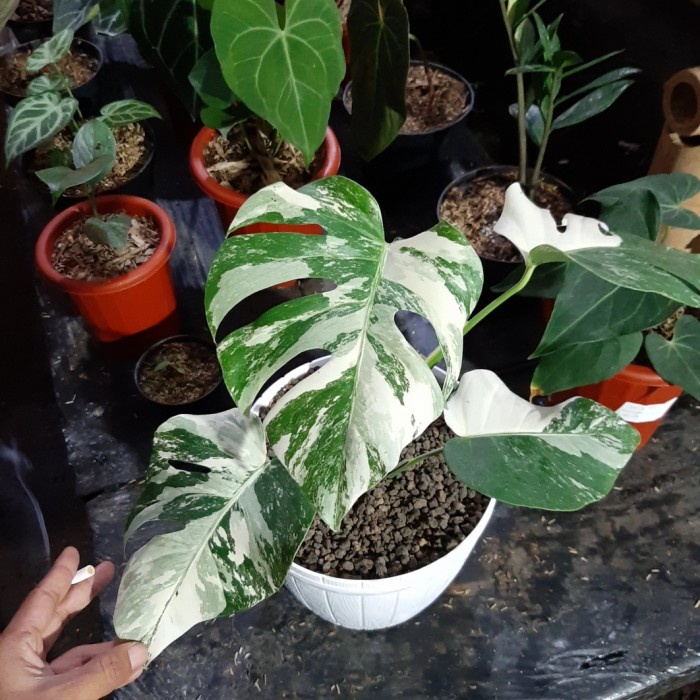 Jual Monstera Variegata White Tiger / Monstera Varigata / Monvar White ...