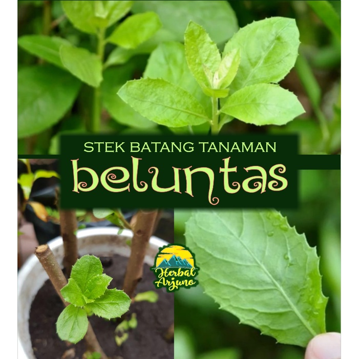 Jual (10pcs) Stek Batang Tanaman Beluntas Luntas Obat Asma Penyubur ...