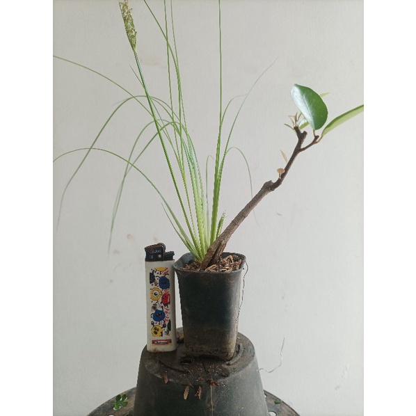 Jual BAHAN BONSAI MINI MAME SHITO SANCANG | Shopee Indonesia Jual BAHAN BONSAI MINI MAME SHITO SANCANG | Shopee Indonesia