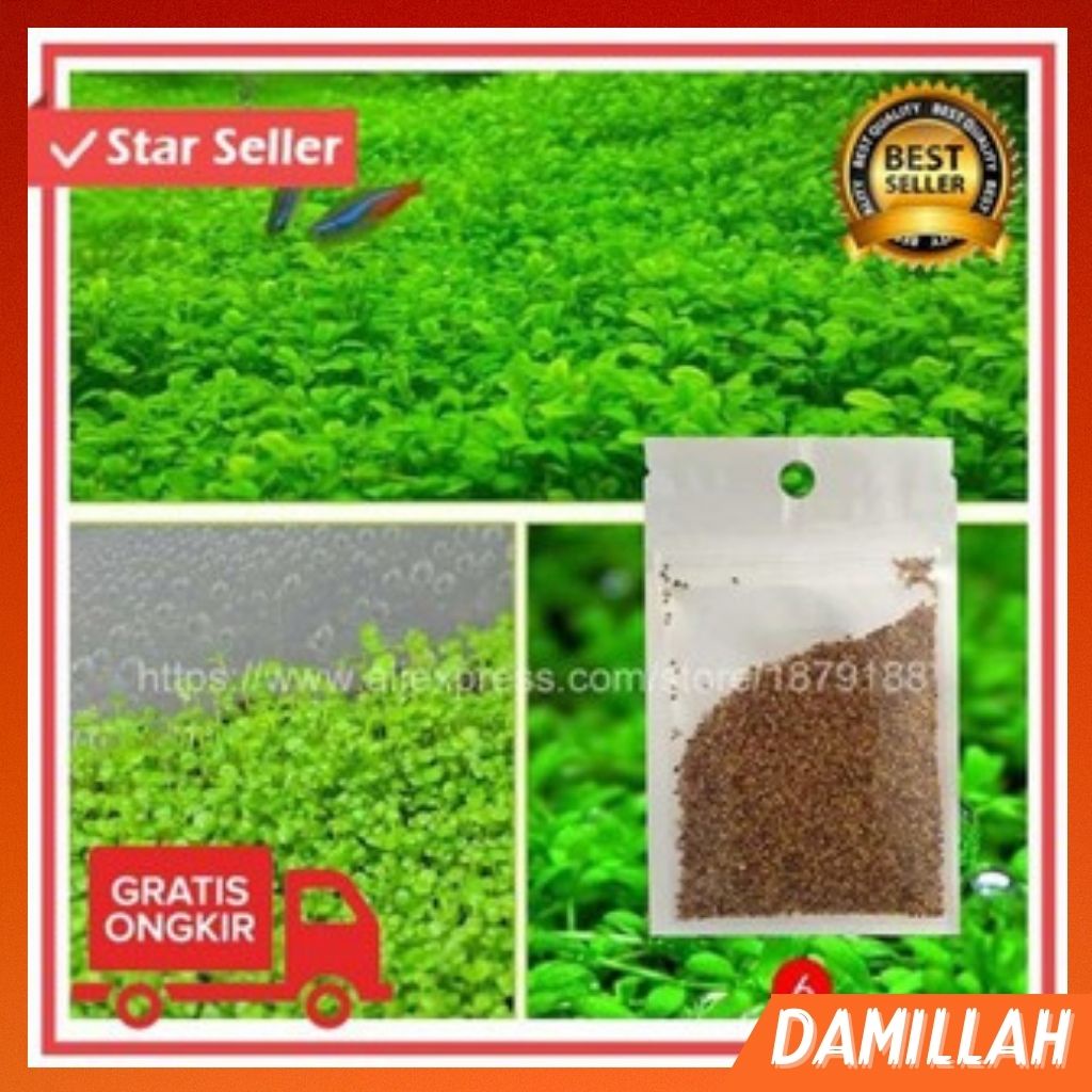 Jual Bibit Rumput Tanaman Aquascape Benih Bibit Rumput Aquarium Ikan ...