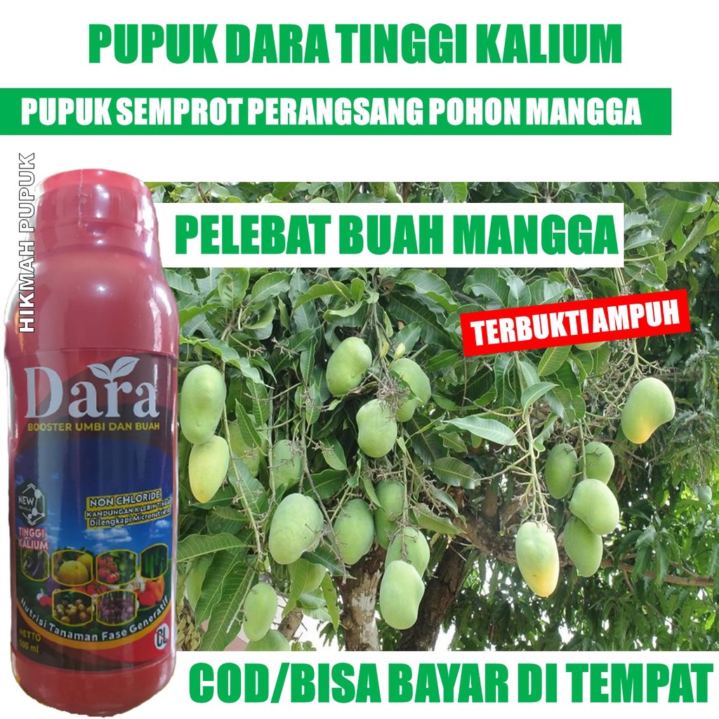 Jual BOOSTER BUAH MANGGA PALING BAGUS DARA Pupuk Kalium Buah Mangga ...