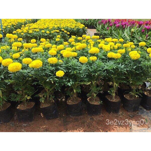 Jual 2022 Marigold, Marigold, Marigold, taman, bunga jagung, pohon ...