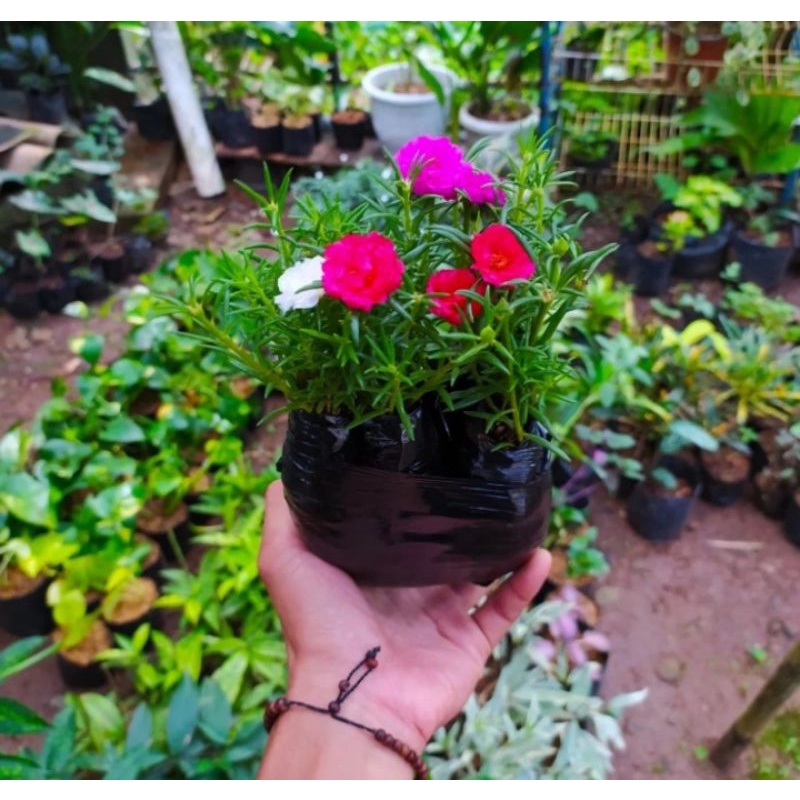 Jual sutra bombay S bunga random keunguan stok super | Shopee Indonesia