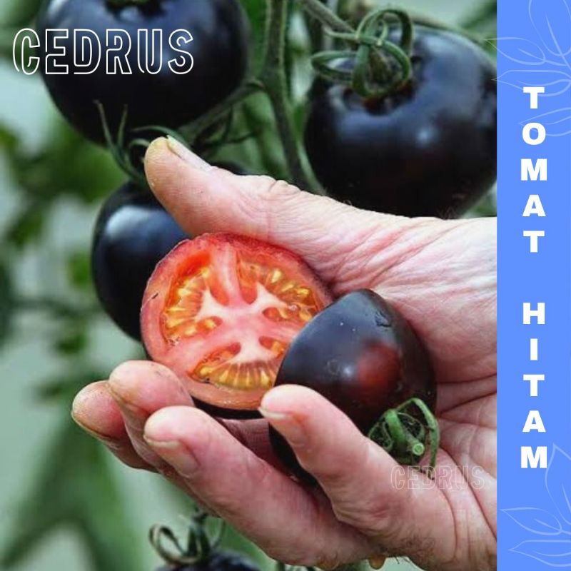 Jual Benih TOMAT HITAM - Biji Buah Sayur | Shopee Indonesia