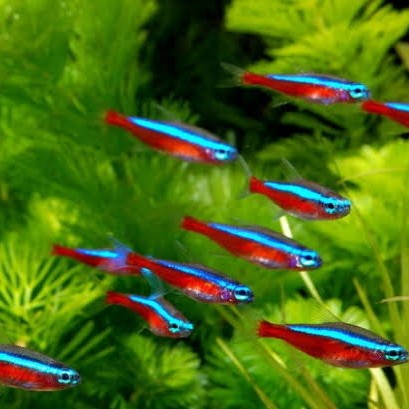 Jual Ikan Hias Aquascape Neon Tetttra - Ikan Hias Neon Cardinal - Neon ...