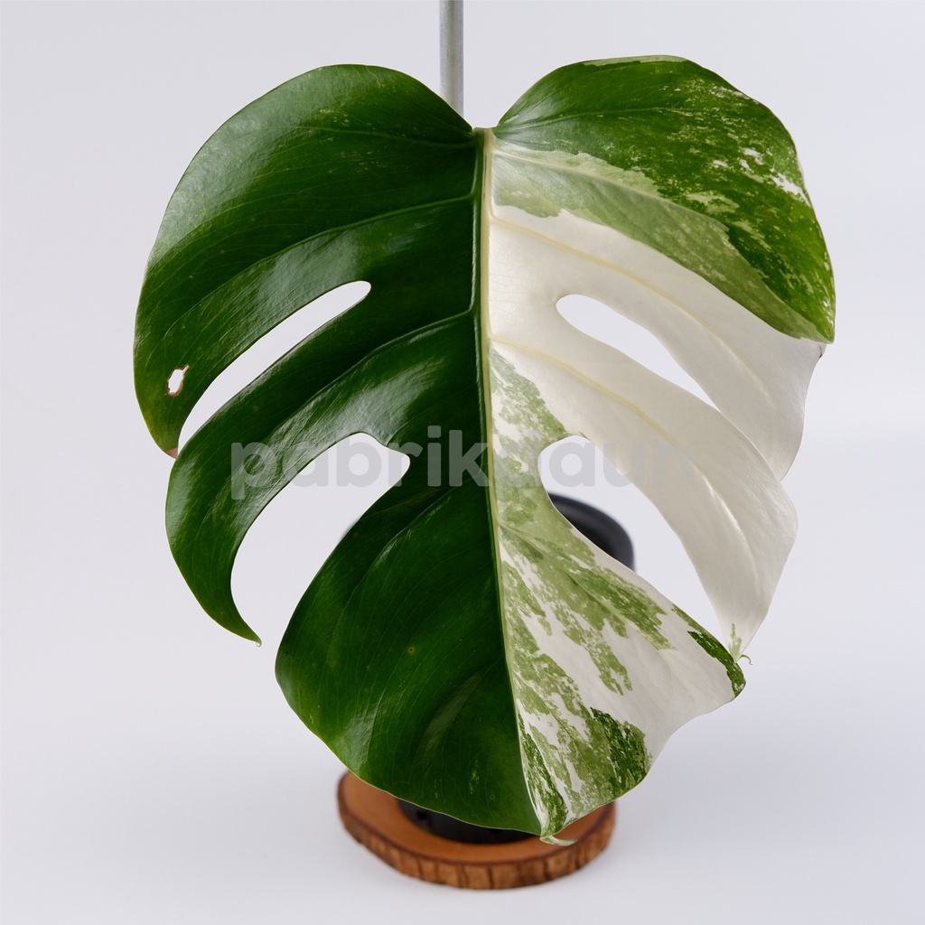 Jual REAL PIC #113 Monstera Variegata Marble | Monvar Albo Varigata ...