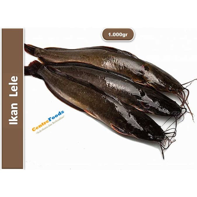 Jual Ikan Lele Fresh - Hidup / Mati | 1.000gr [ Harga Per KG ] | Shopee ...