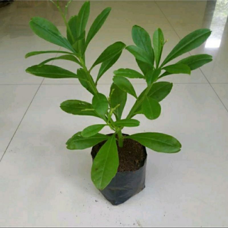 Jual Bibit Gingseng Jawa (beli 5 bonus 1) pohon ginseng Jawa Som jawa ...