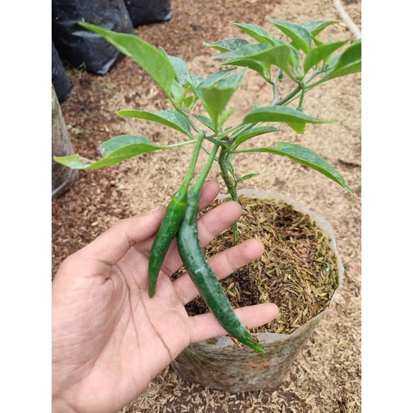 Jual tanaman cabe tanjung/cabe besar/bibit tanaman cabe tanjung ...