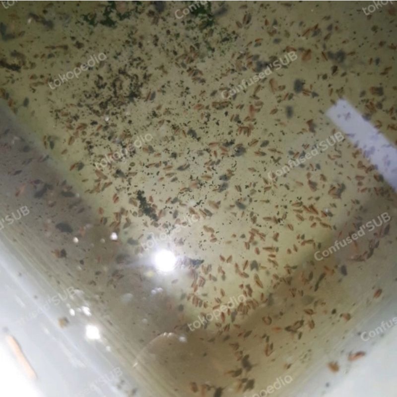 Jual Kutu air raksasa Daphnia Magna || Pakan Ikan Hias || Kutir ...