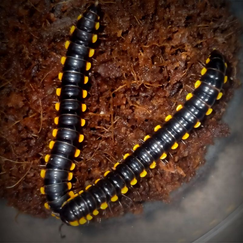 Jual Koleksi Hobi 20pcs Tractor Millipede Ulat Gagak Hitam Kuning Kaki ...