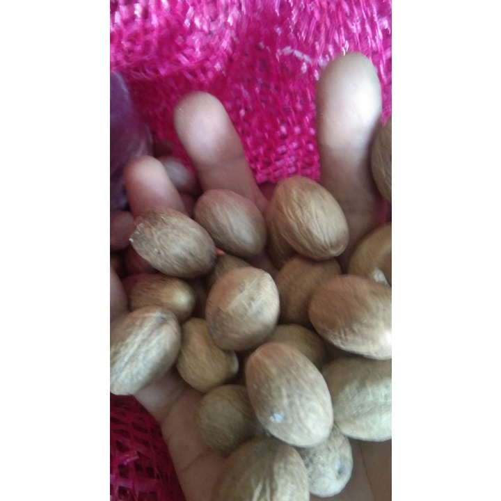 Jual Biji pala bulat 1kg kilogram / Pala bulet 1 kg | Shopee Indonesia