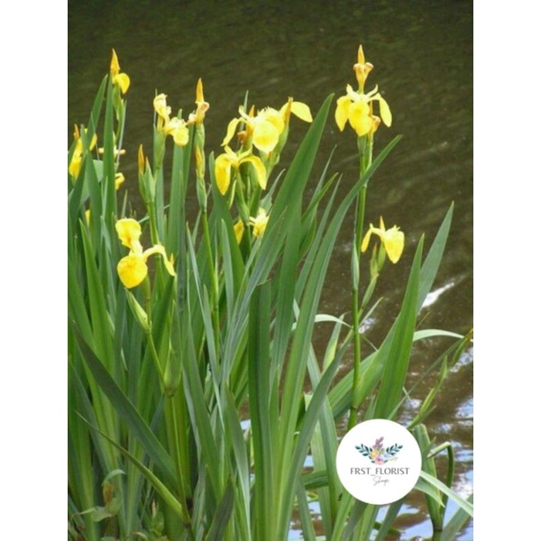 Jual Tanaman hias outdoor iris airis bunga kuning | Shopee Indonesia