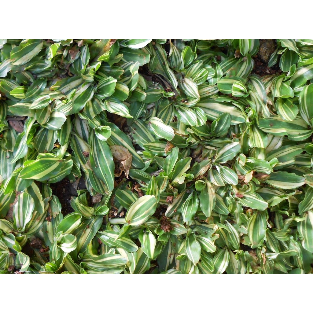 Jual Tanaman Rumput Gajah Variegata (pennisetum purpureum) Per 1/2 ...