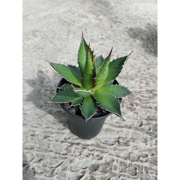Jual Agave Horida Pot 8cm | Shopee Indonesia
