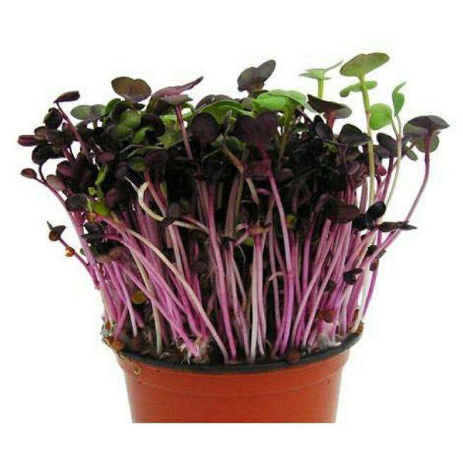 Jual 2022 biji montok hijau mikro lobak merah kemasan microgreen 100 ... Jual 2022 biji montok hijau mikro lobak merah kemasan microgreen 100 ...