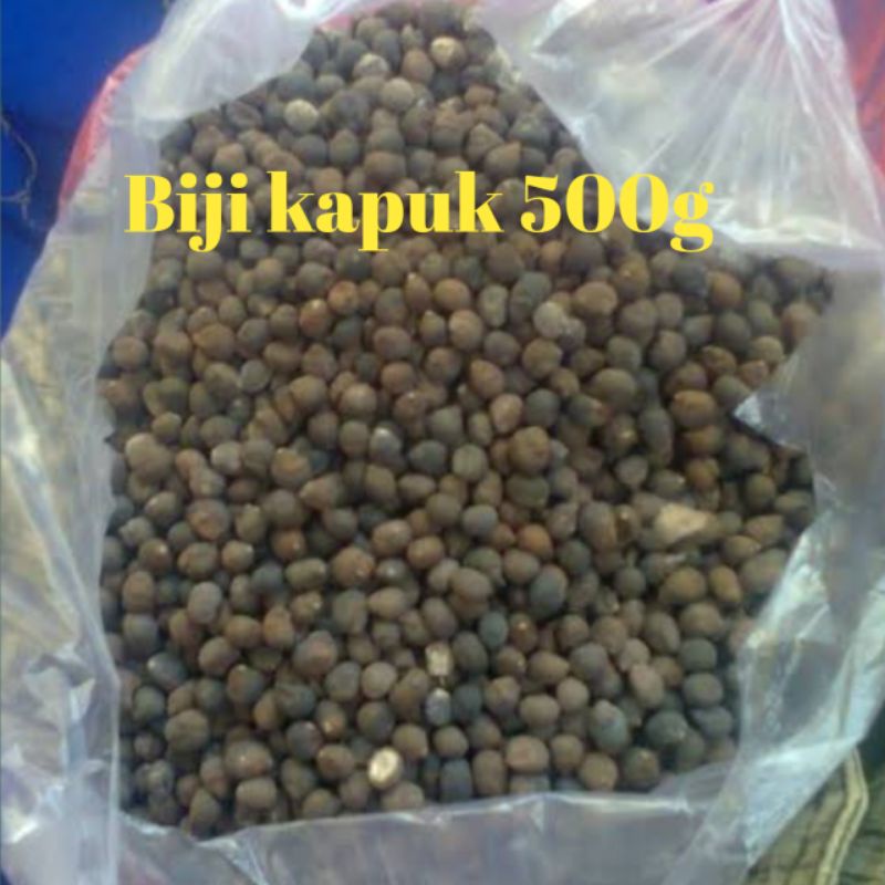 Jual BIJI KAPUK/KLENTENG PER 500G | Shopee Indonesia