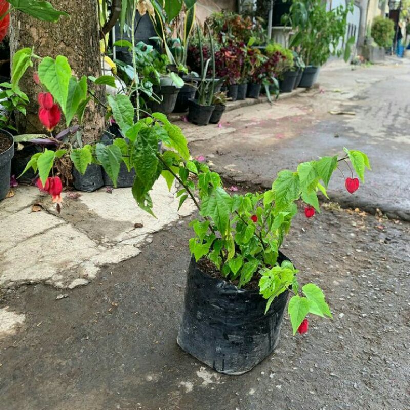 Jual Tanaman hias bunga lampion merah - Tanaman rambat cherrybelle ...
