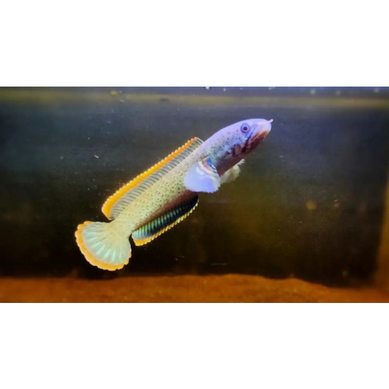 Jual Chana Limbata hasil serokan alam size 11-14 cm rim indah | Shopee ...
