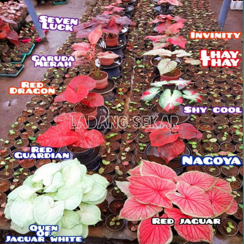 Jual Asli Umbi Caladium Bebas Request Jenis / Tanaman Hias Keladi ...