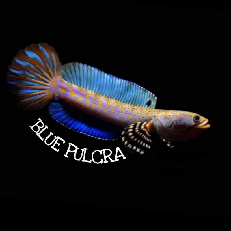 Jual BLUE PULCRA/PULCRA | Shopee Indonesia