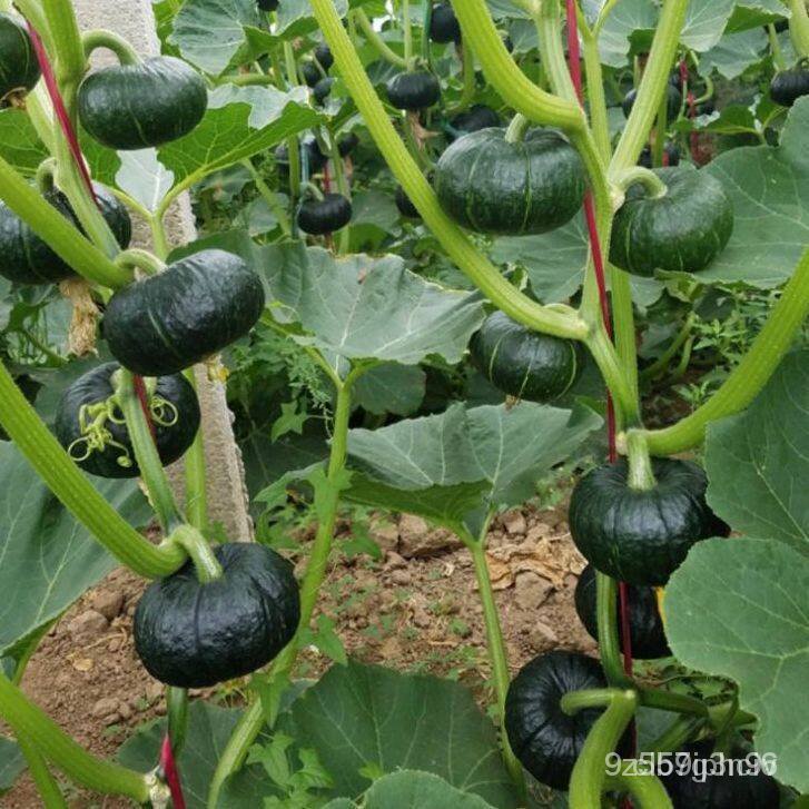 Jual 2022 biji montok, labu, labu Jepang, 12 bundel biji hijau Jepang ... Jual 2022 biji montok, labu, labu Jepang, 12 bundel biji hijau Jepang ...