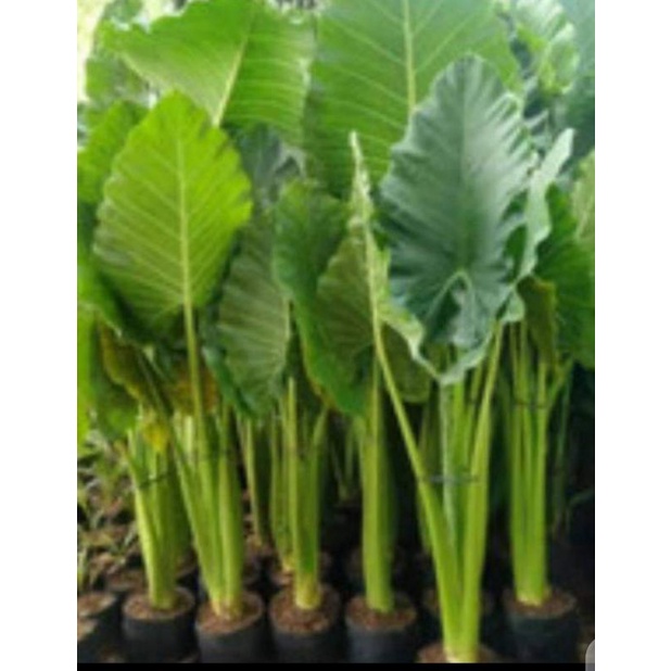 Jual tanaman hias sente hijau/pohon keladi | Shopee Indonesia