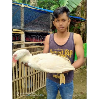 Jual Entok Jumbo Terlengkap & Harga Terbaru Februari 2025 | Shopee ...