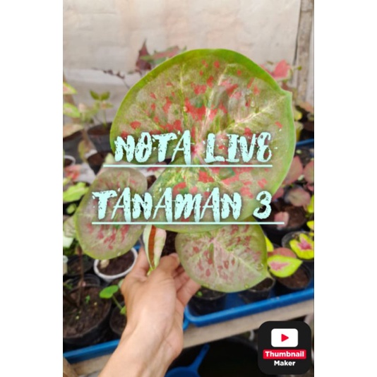 Jual Nota Live 3 (195 - 250) | Shopee Indonesia