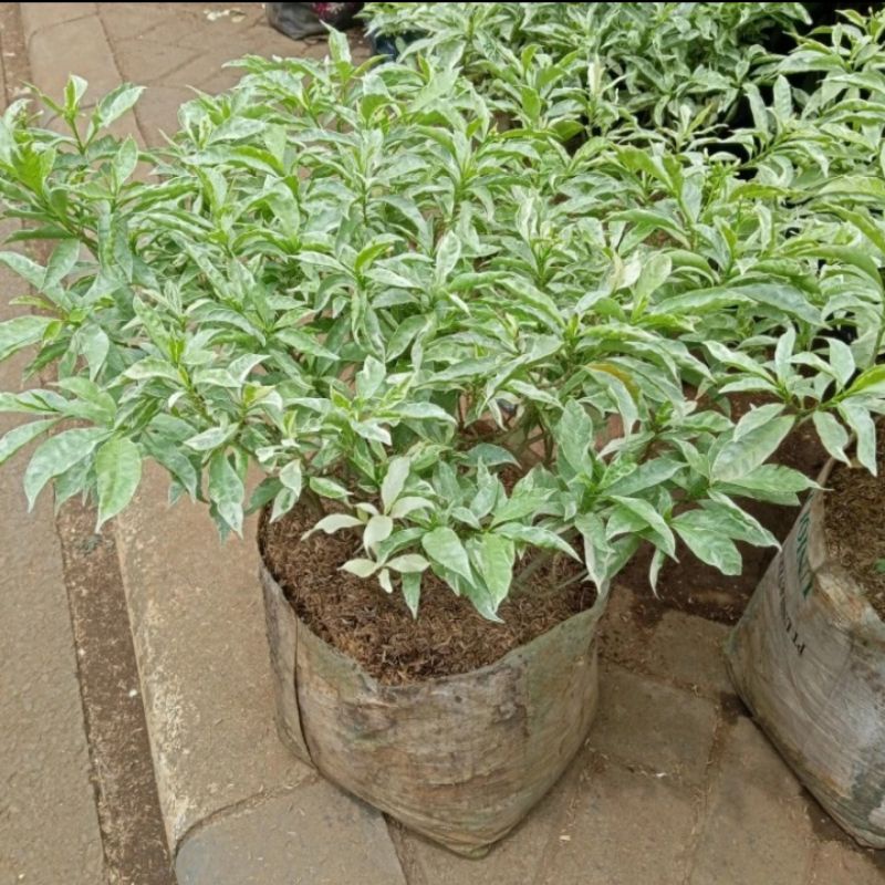 Jual tanaman hias melati rombusa | Shopee Indonesia