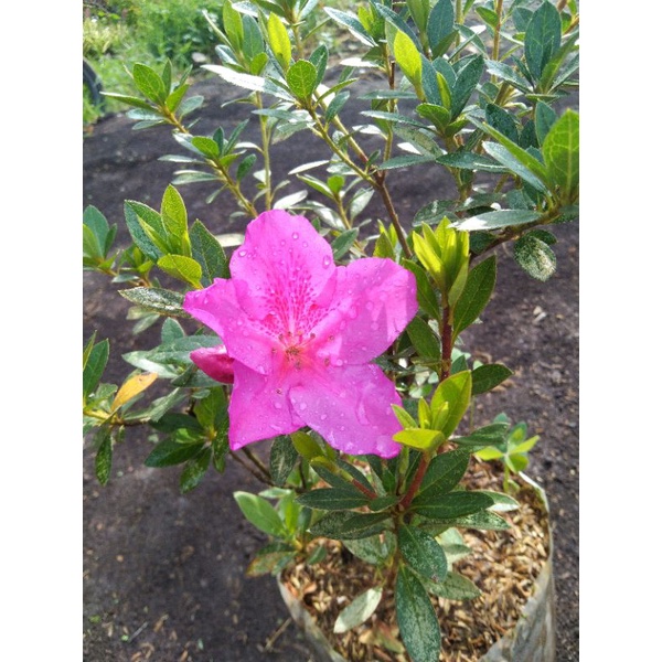 Jual AZALEA BUNGA PINK CERAH | Shopee Indonesia