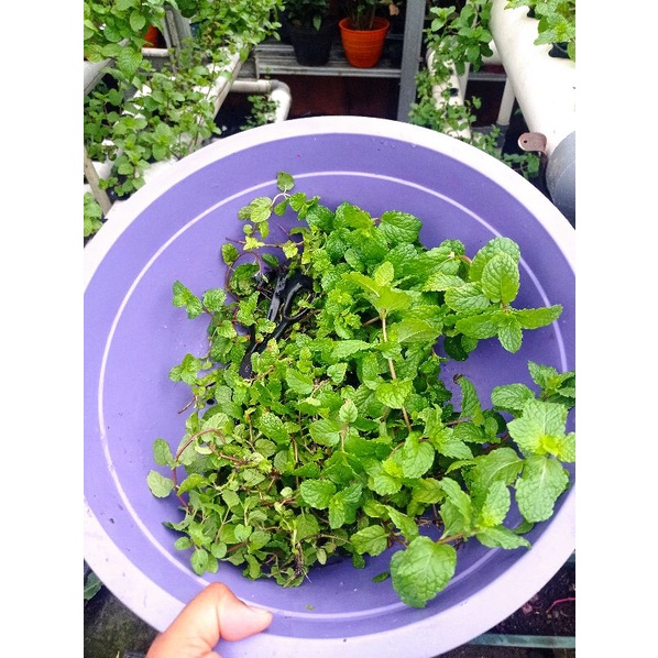 Jual Daun Mint Segar Fresh 250 Gram - Dipanen Saat Ada Orderan | Shopee ...