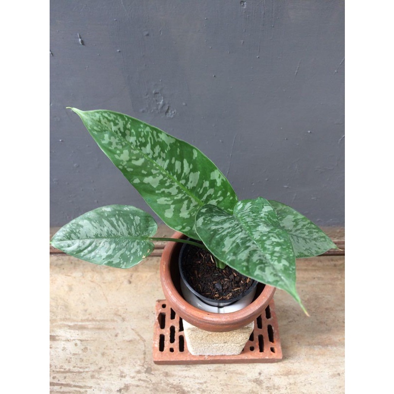 Jual Tanaman Hias Homalomena schismatoglottis army | Shopee Indonesia