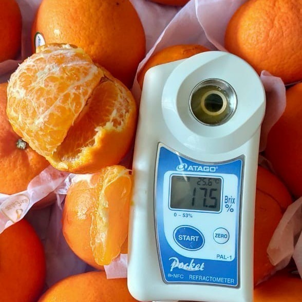 Jual Jeruk Honey Wokam Wogam Wogan Mandarin Orange 900 gr - 1 kg ...