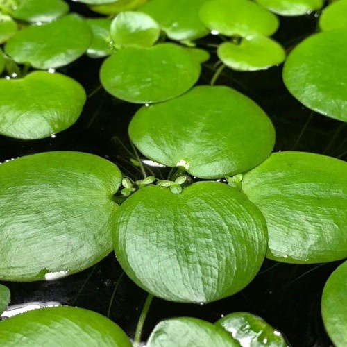 Jual Tanaman Frogbit - Tanaman Air Amazon Frogbit tanaman apung ...