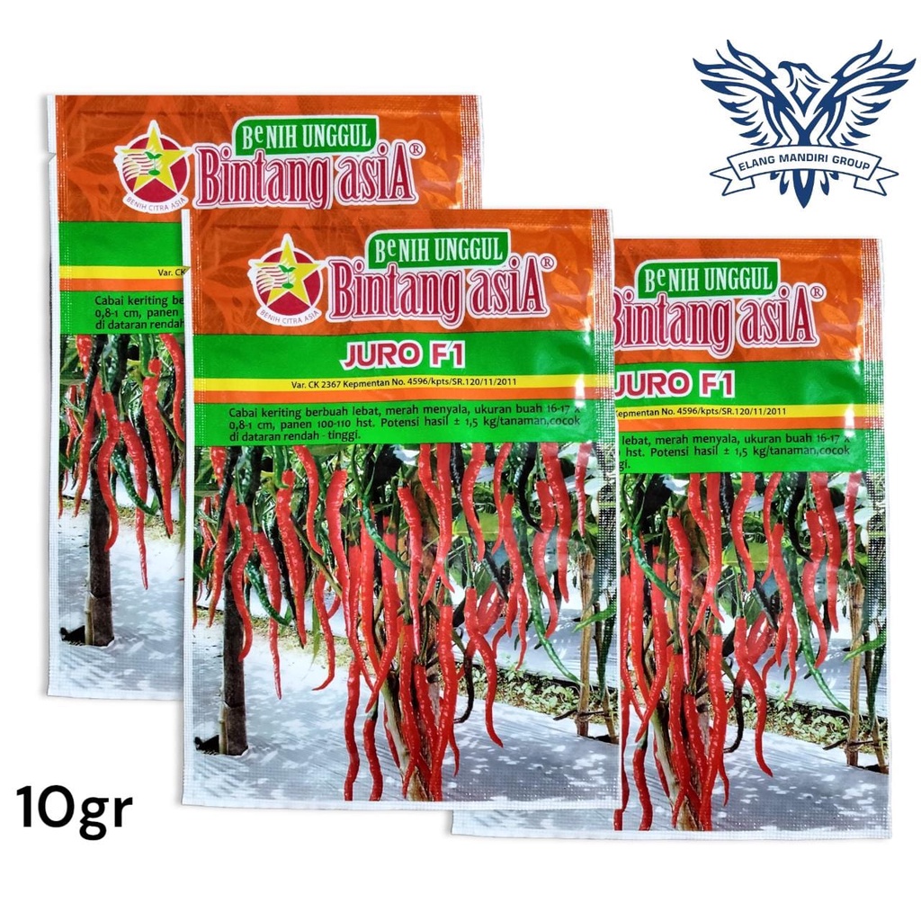 Jual Juro F1 10gr Benih Cabe Keriting Bintang Asia TM999 FARUX F1 ...